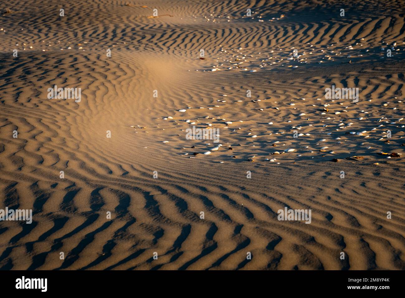 Sand dunes at Waikanae beach, Kapiti District, North Island, New ...