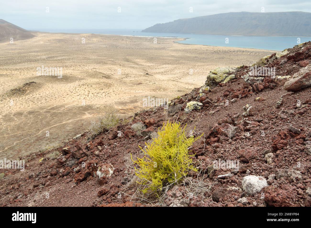 Lonely green plant among the volcanic rocks in Montaña Amarilla Stock ...