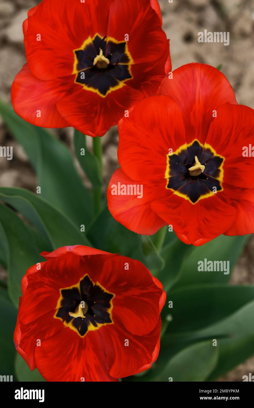 Tulip top view hi-res stock photography and images - Alamy
