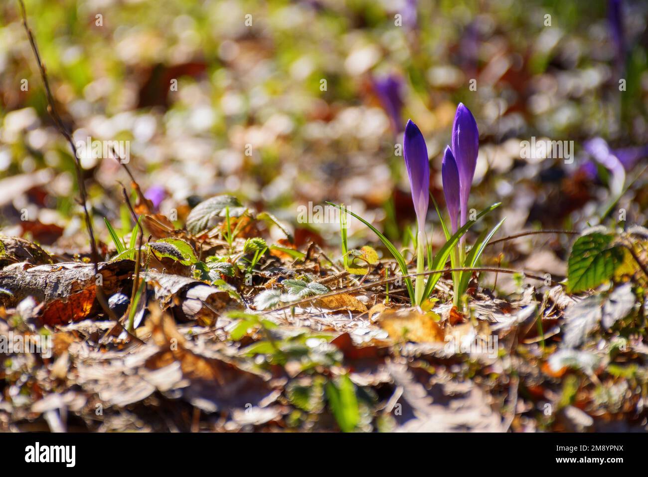 Crocus spring holiday seasonal bloom hi-res stock photography and ...