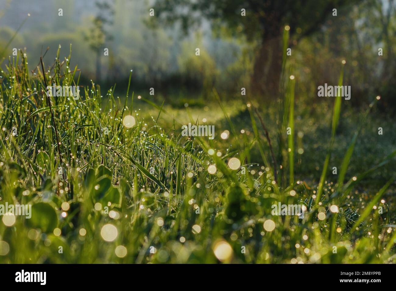 wet meadow background. grass field in spring Stock Photo - Alamy