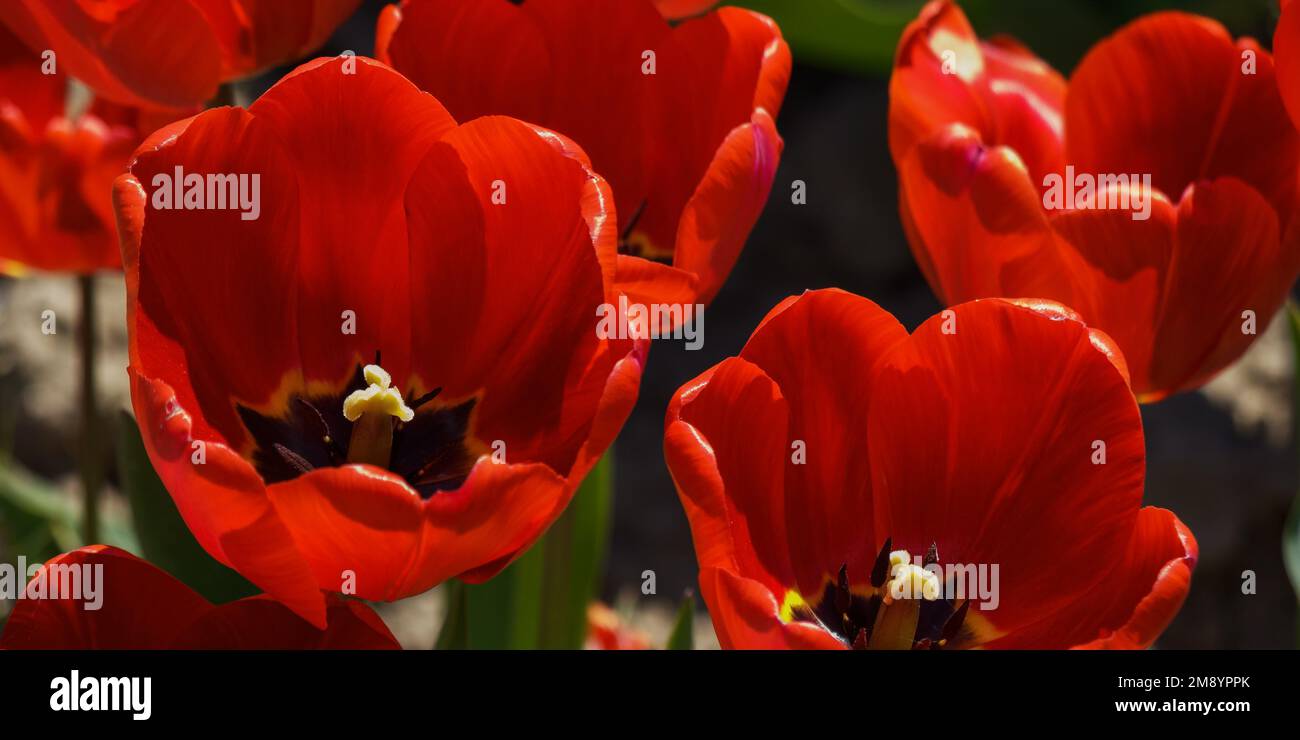 Tulip top view hi-res stock photography and images - Alamy