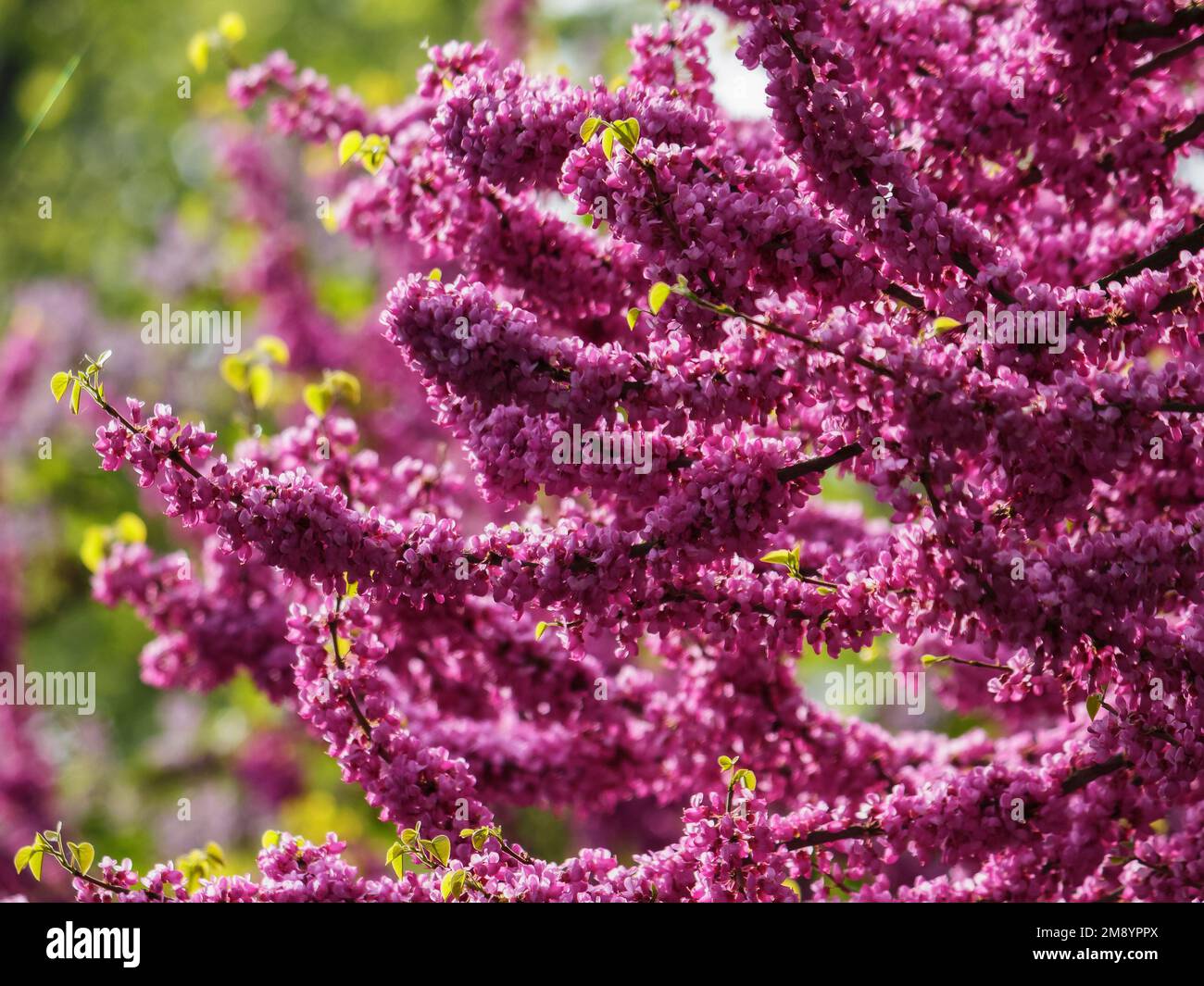 Judas tree in blossom hi-res stock photography and images - Alamy