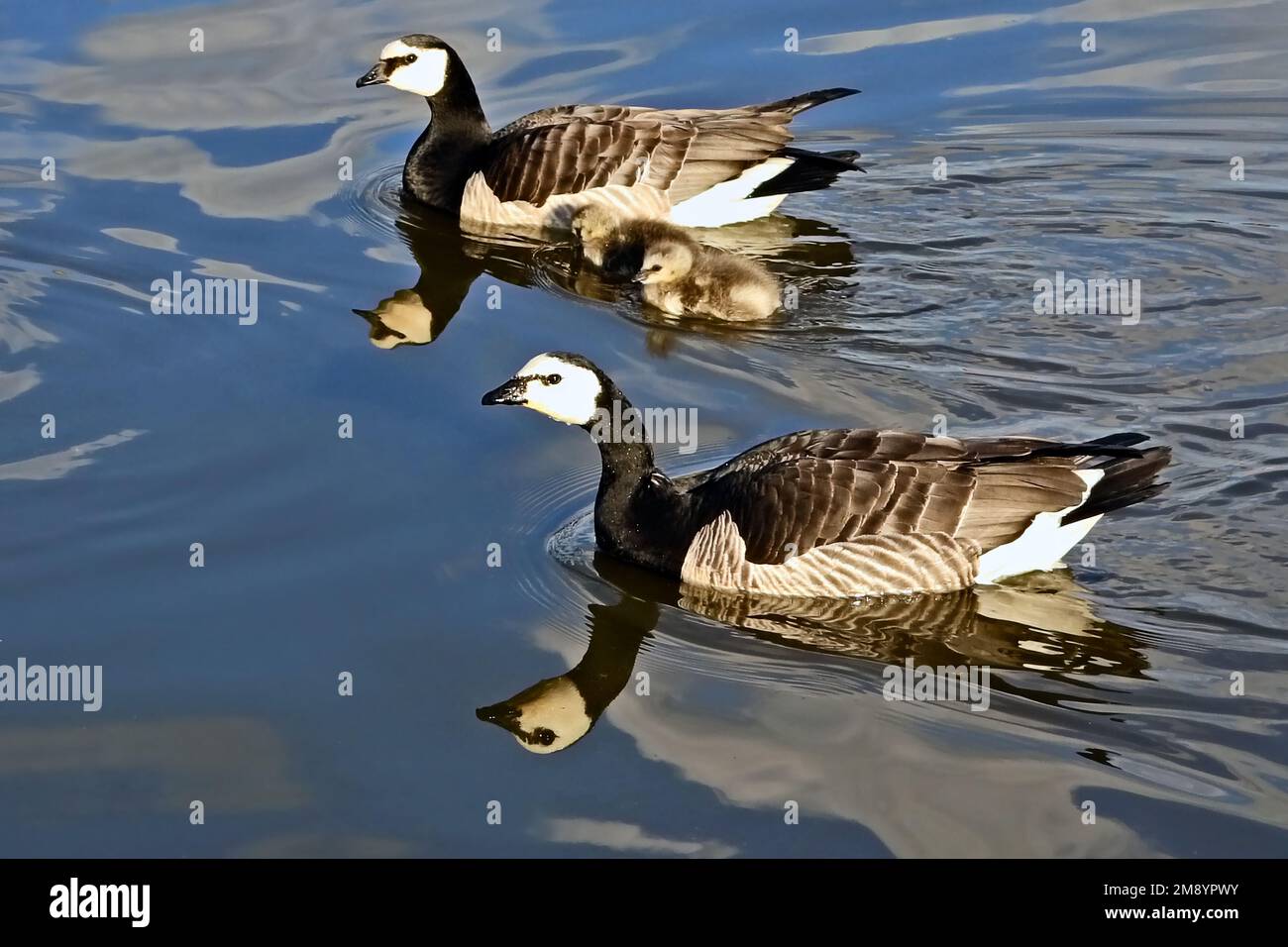 Barnacle geese pair with two small goslings swimming on blue sea on a ...