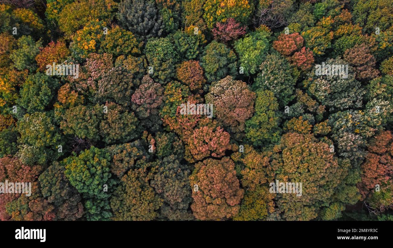 An aerial view of the texture of trees in the autumn forest Stock Photo ...