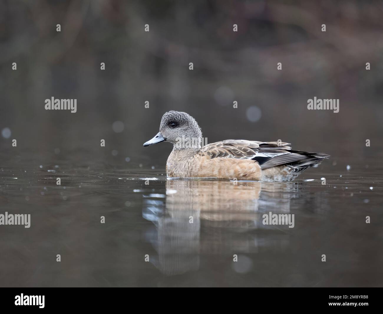 American wigeon, Mareca americana, single female on water, British ...