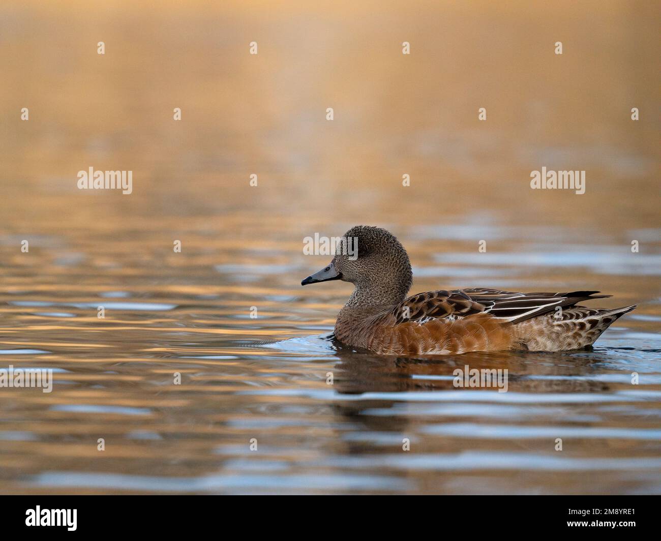 American wigeon, Mareca americana, single female on water, British ...