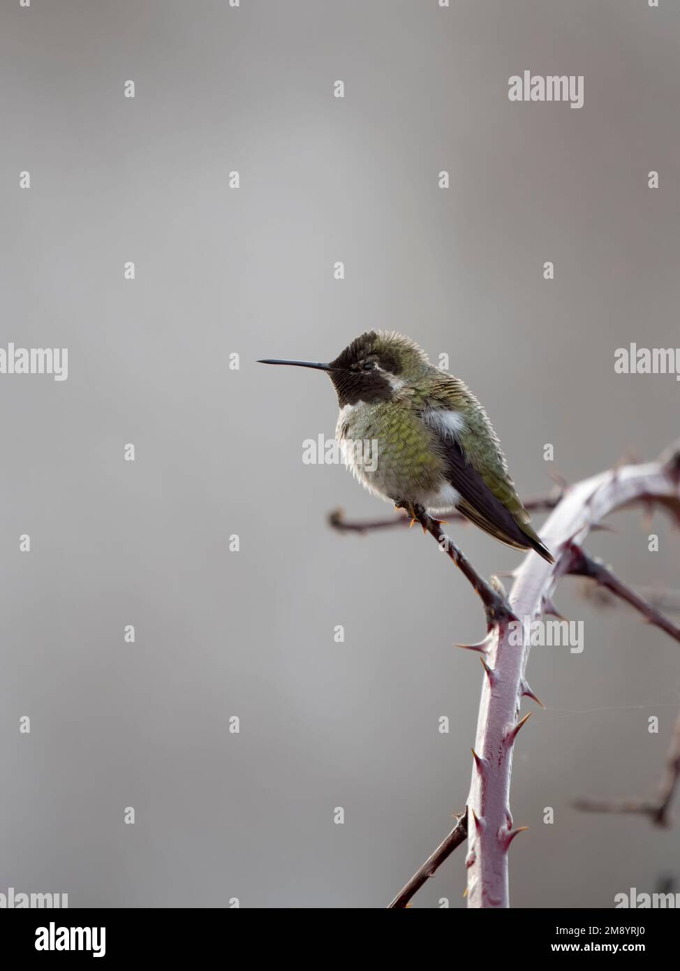 Anna's bird hi-res stock photography and images - Alamy
