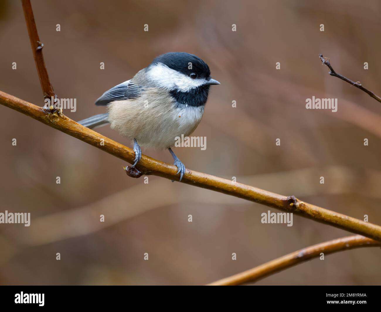 Black-capped chickadee, Poecile atricapillus, single bird on branch ...
