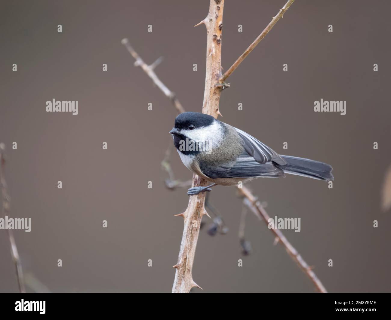 Black-capped chickadee, Poecile atricapillus, single bird on branch ...