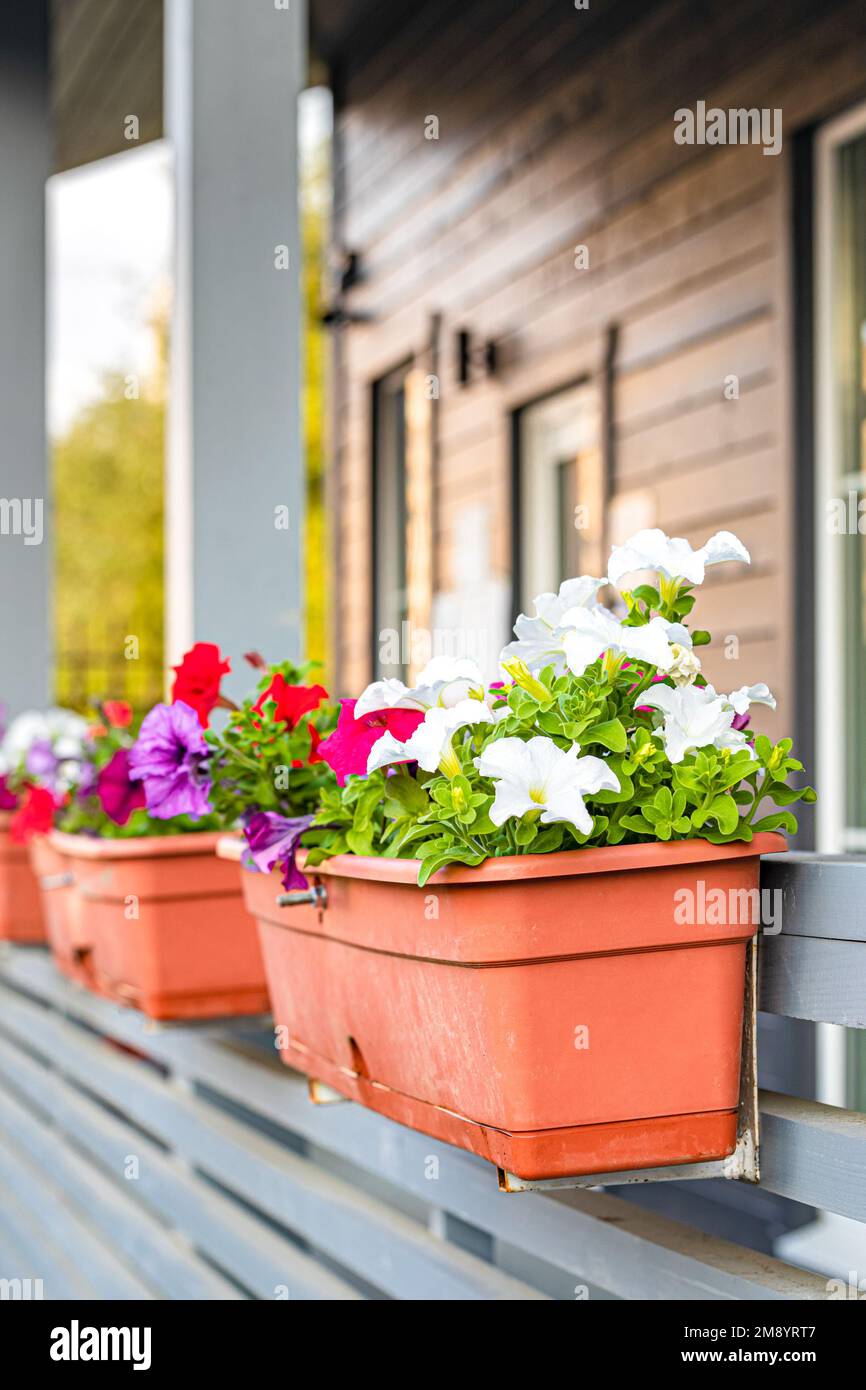 pot of flowers on the veranda of the house. flowers in the flower bed ...
