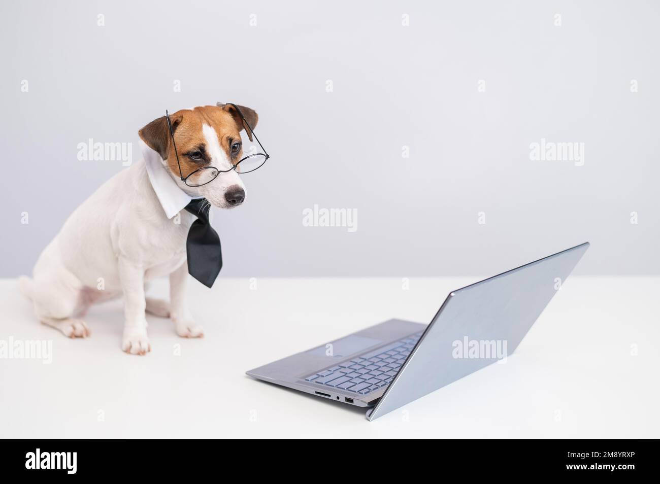 Smart dog jack russell terrier in a tie and glasses sits at a laptop on ...