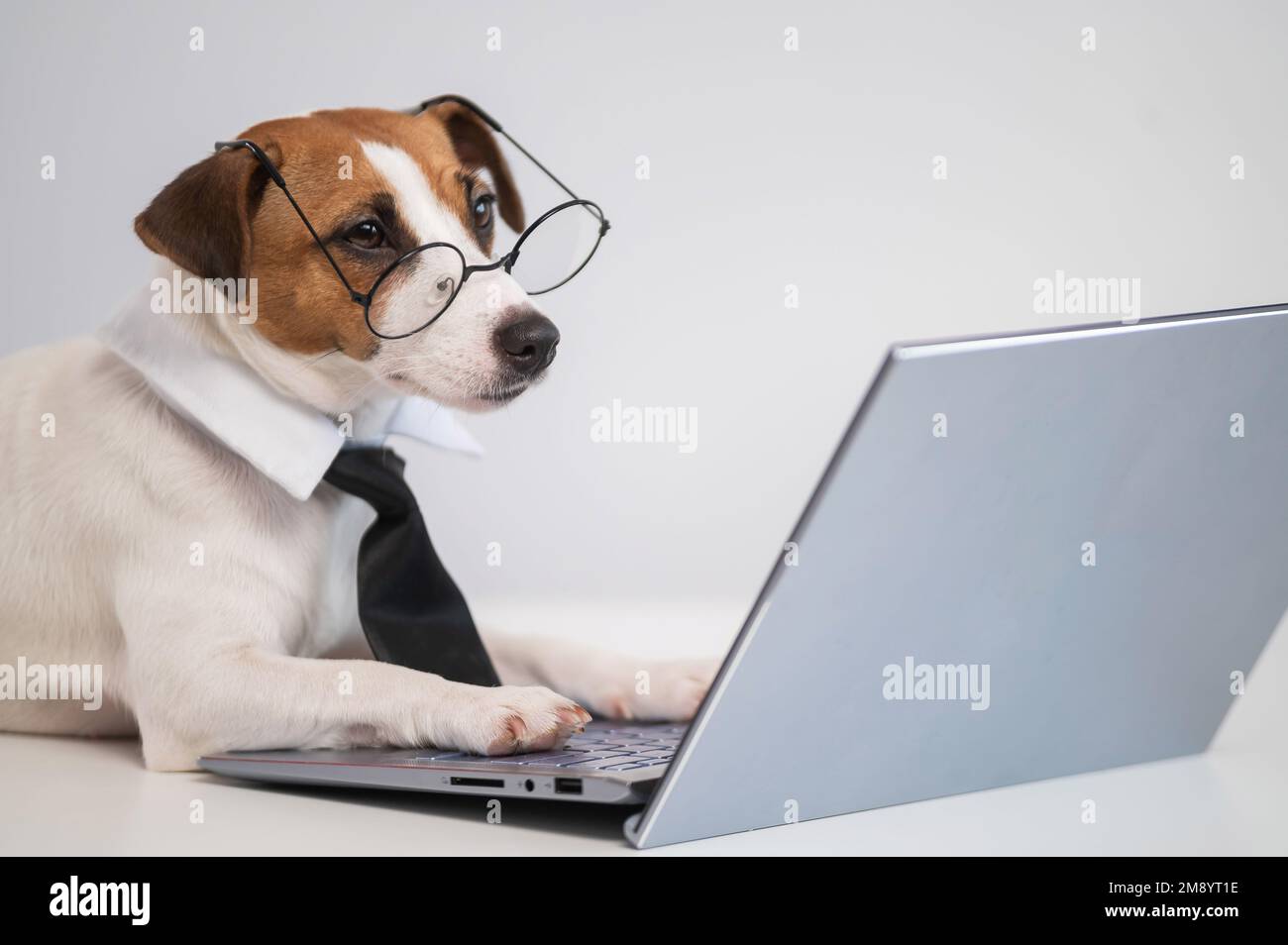 Smart dog jack russell terrier in a tie and glasses sits at a laptop on ...