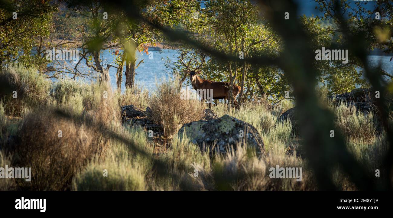 Hidden camera bush hi-res stock photography and images - Alamy