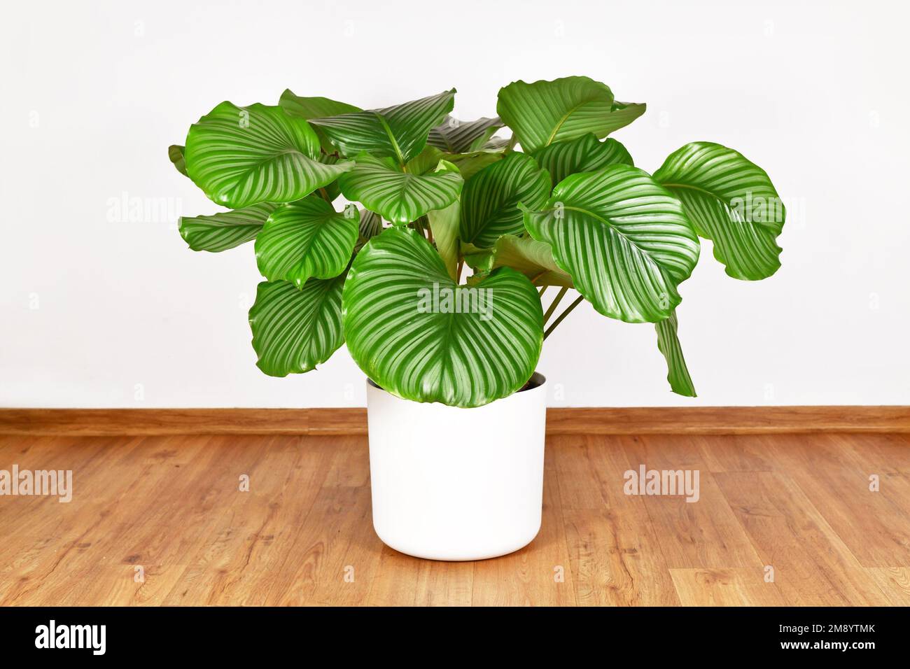 Large full 'Calathea Orbifolia' Prayer Plant houseplant n front of ...
