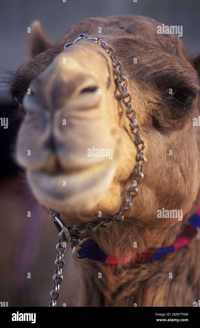 Bahrain portrait middle east hi-res stock photography and images - Alamy