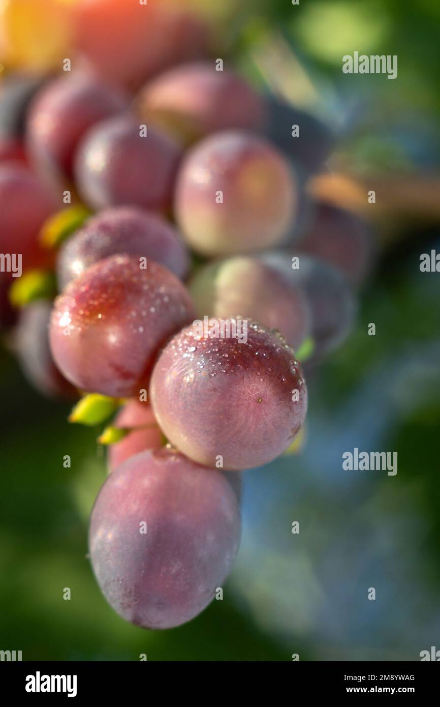 Grape background close-up. Organic blue grapes, concept wine, crop and ...