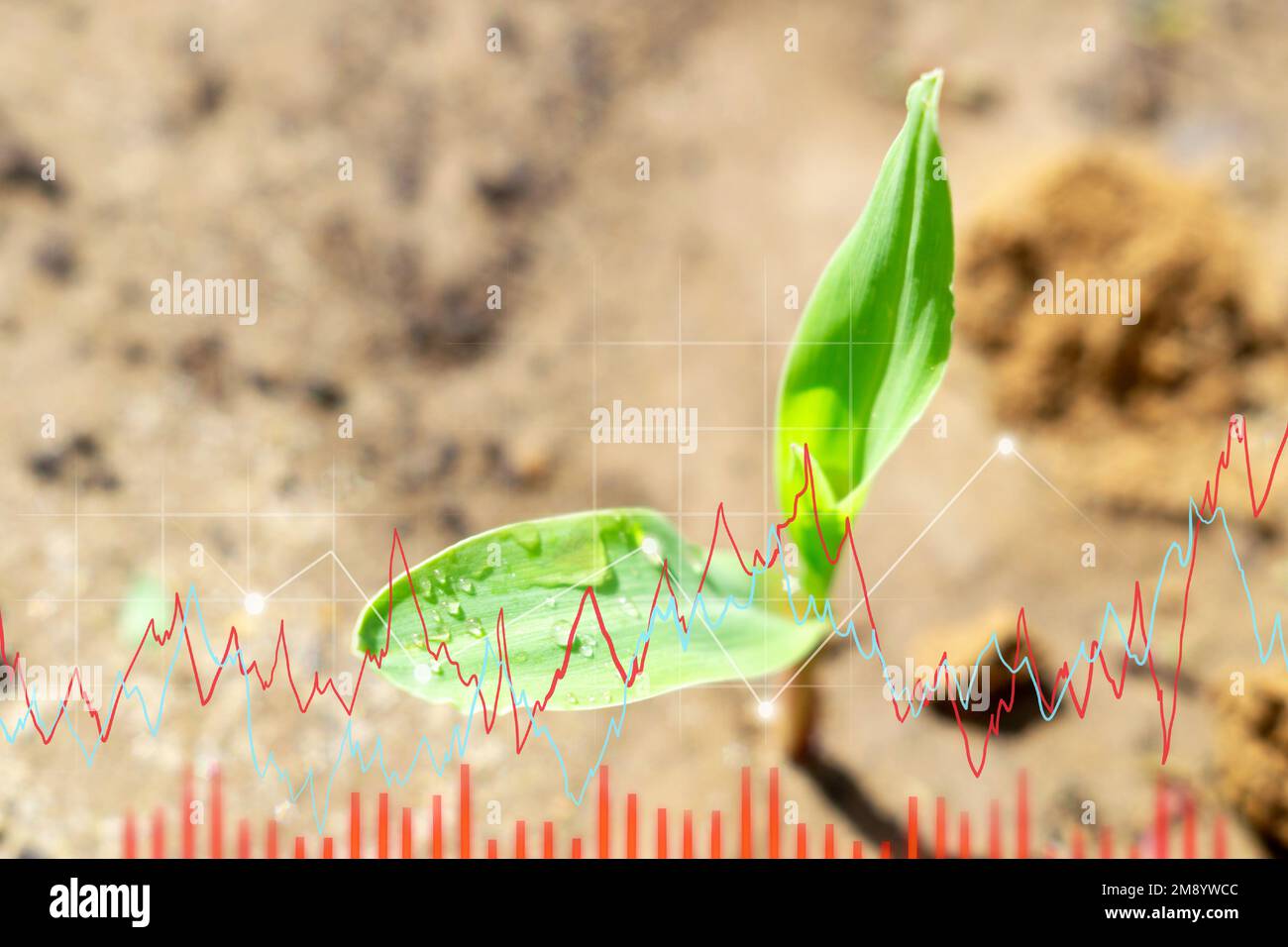 Growing corn plants, graph, diagram, development and success. Eco and ...