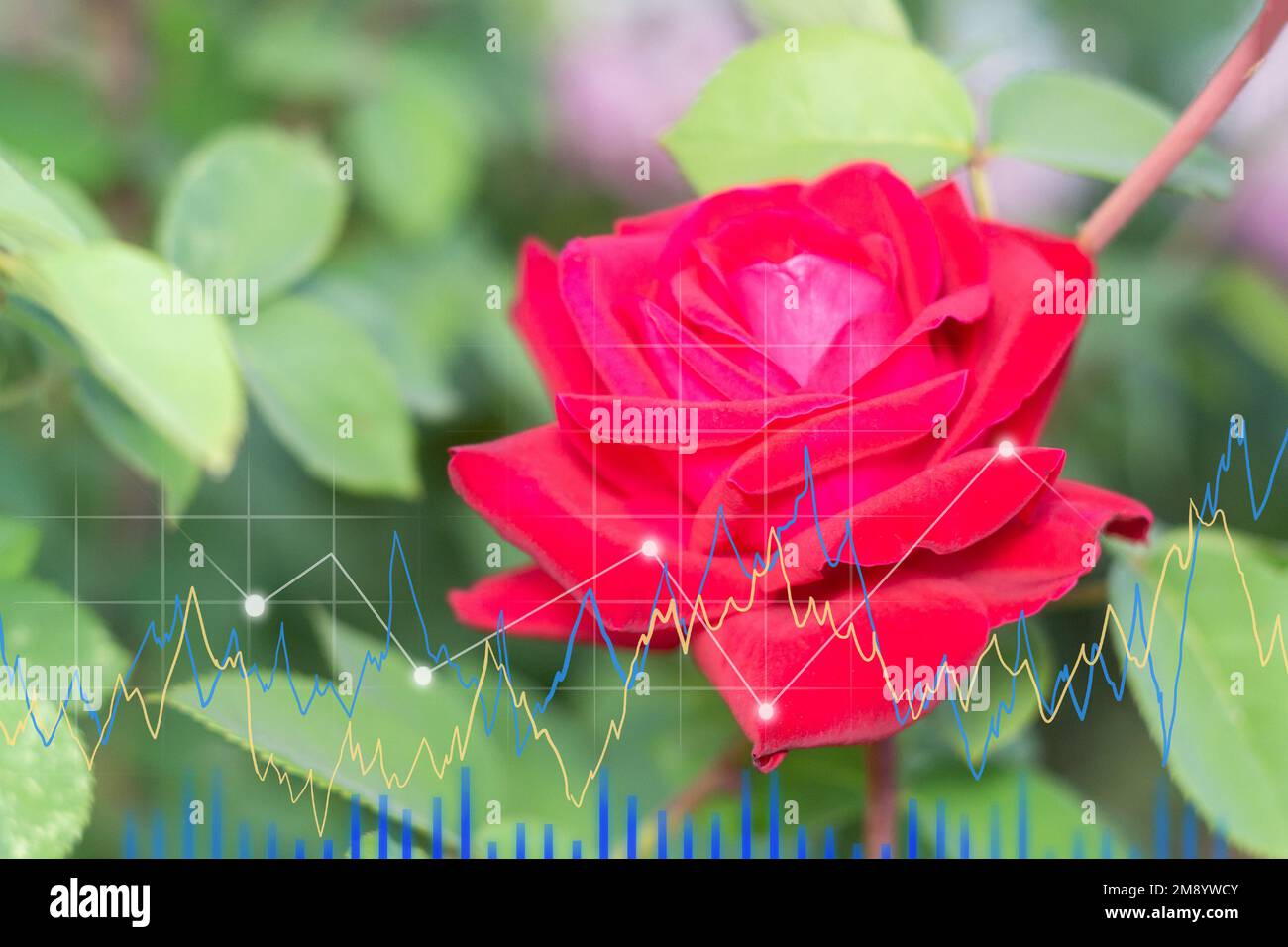 Red rose flowers, buying and selling schedule, flower business. Bright ...