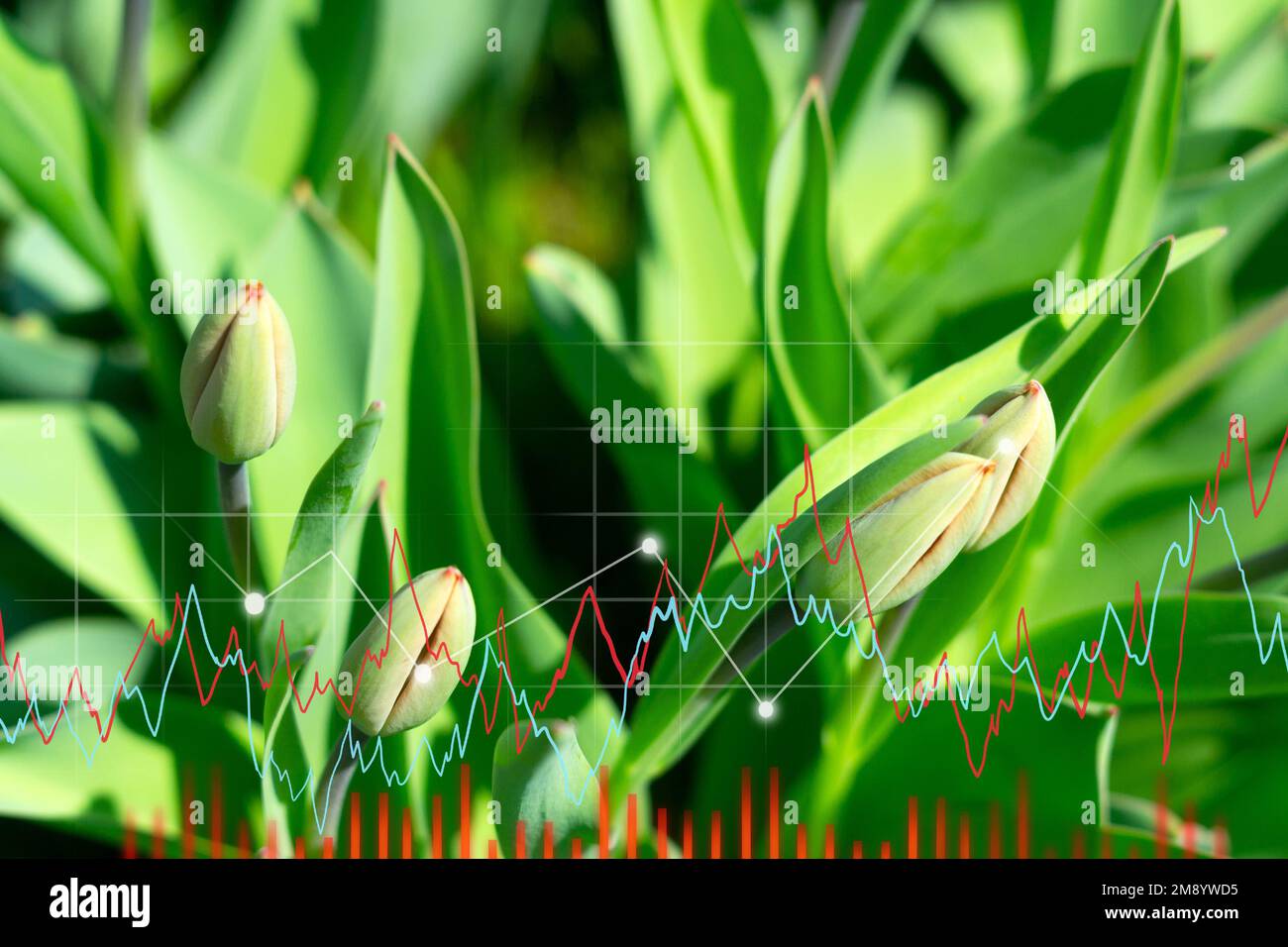 Flowers tulips close up on green garden background. Sales chart, flower ...