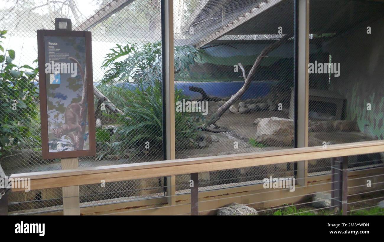 Los Angeles, California, USA 12th January 2023 Fossa Exhibit at LA Zoo ...