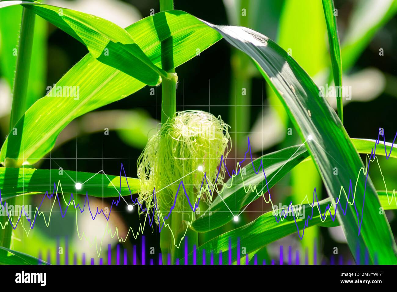 Agricultural industry. Growing corn plants with a natural green ...