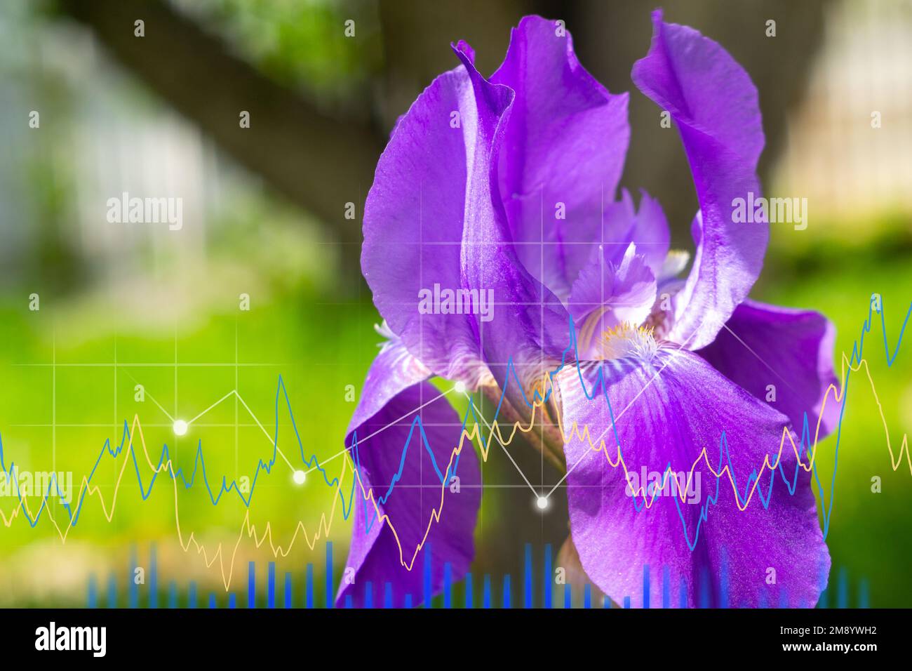 Purple irises flowers, buying and selling chart, flower business ...