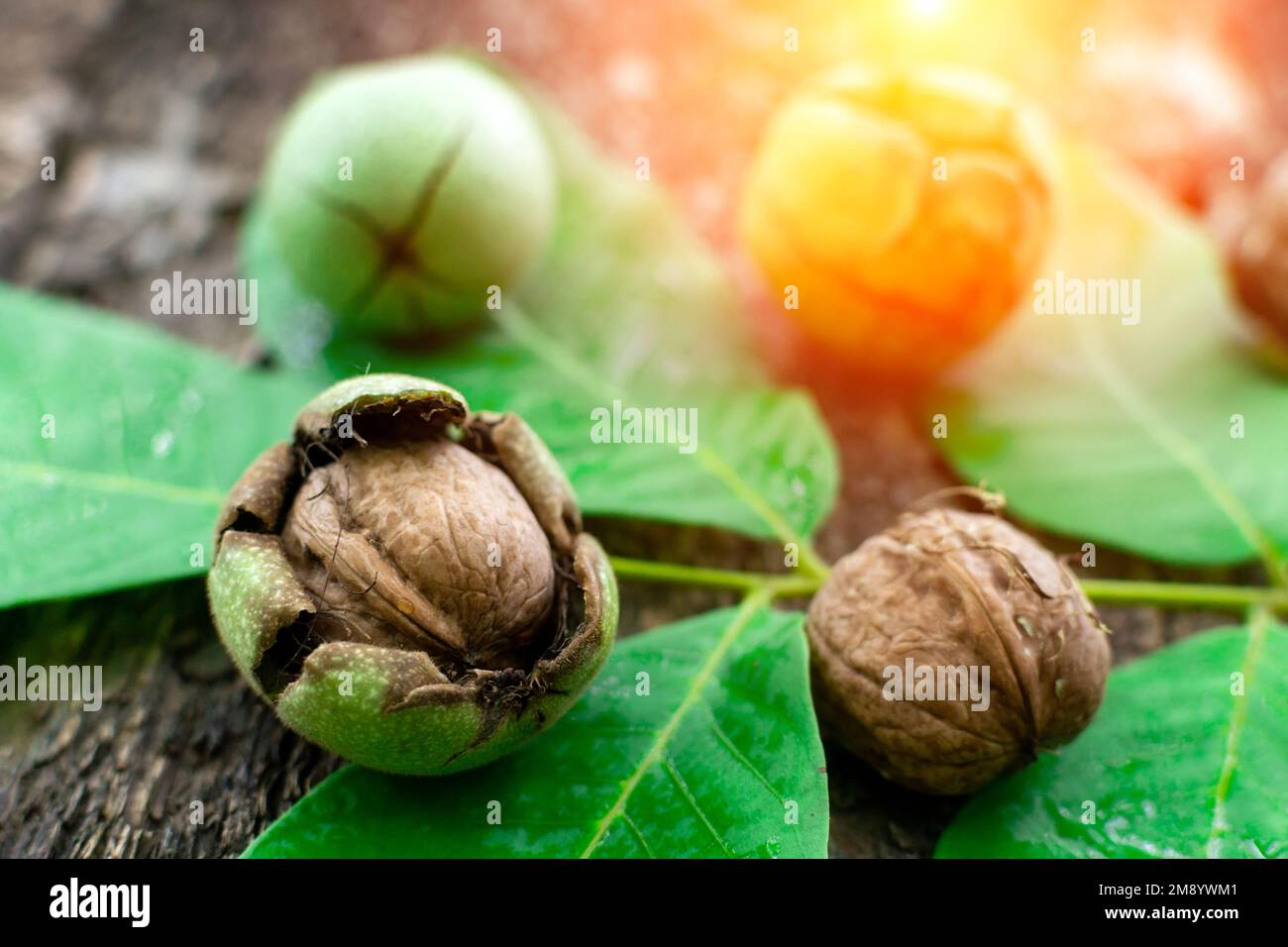 Ripe walnuts, vegetable protein for vegetarianism and raw food. The ...