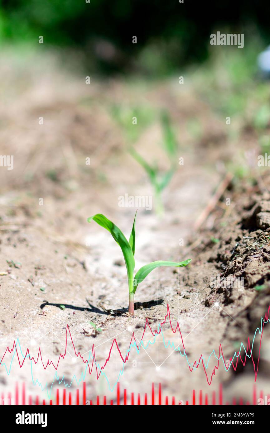 Agriculture of corn growing. Business development growth, planning and ...