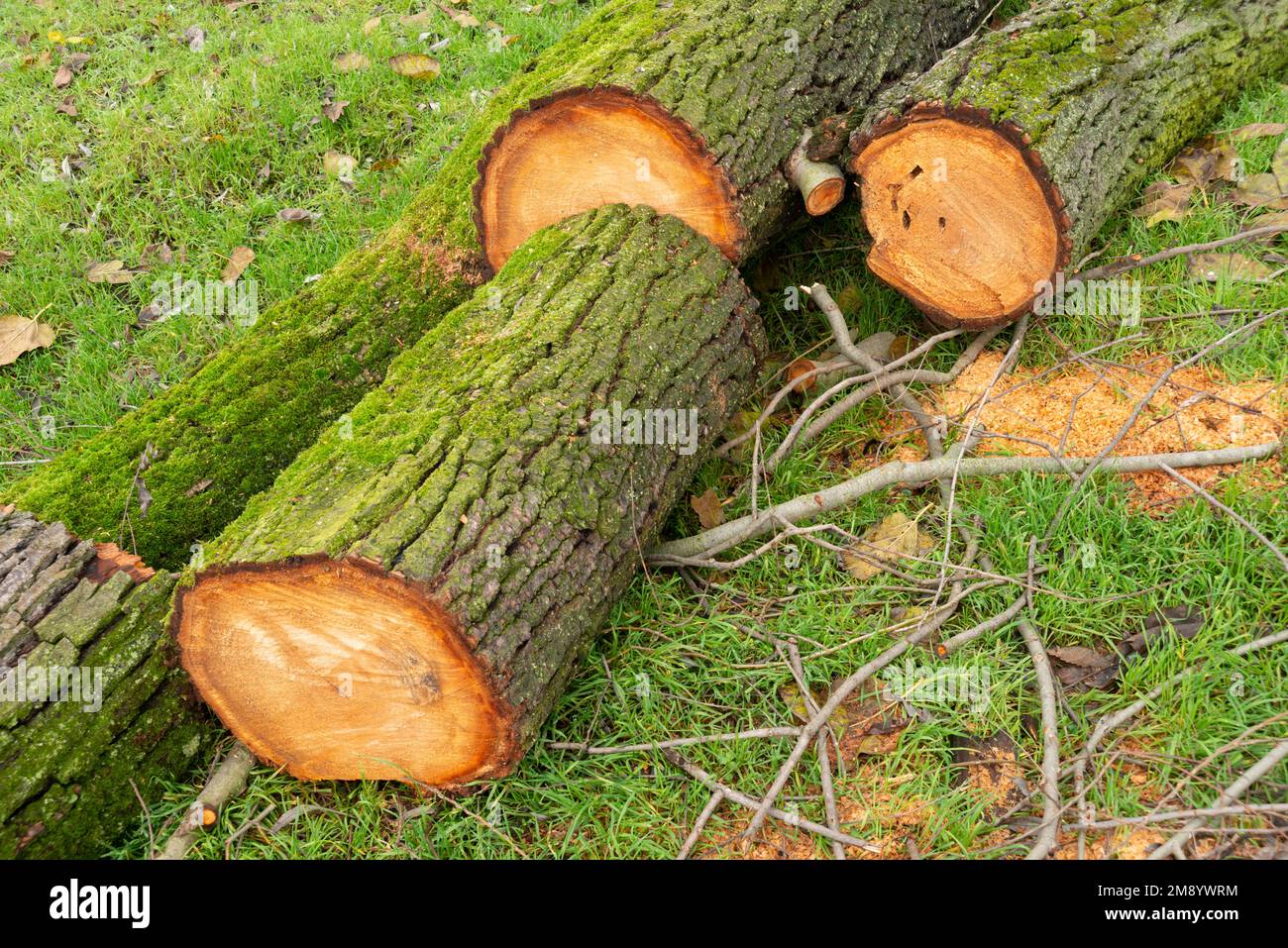Italy, Lombardy, Tree Cut Down Stock Photo - Alamy