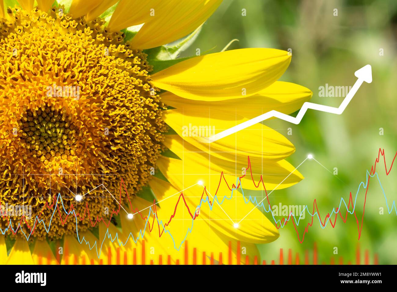 Sunflower, a graph rising prices. Growing business, analyzes the ...