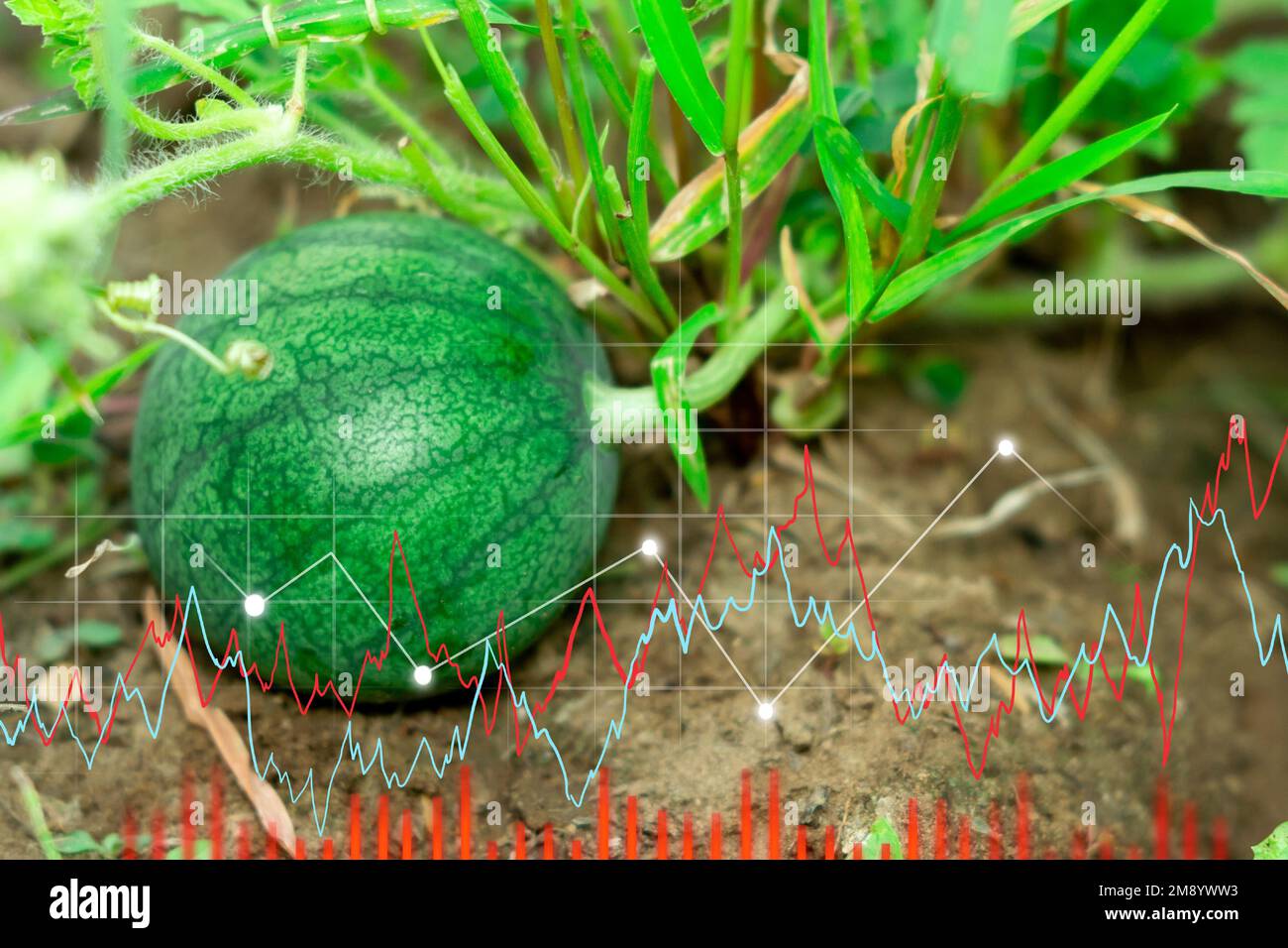 Watermelon cultivation, summer, agricultural watermelon field. Graphs ...