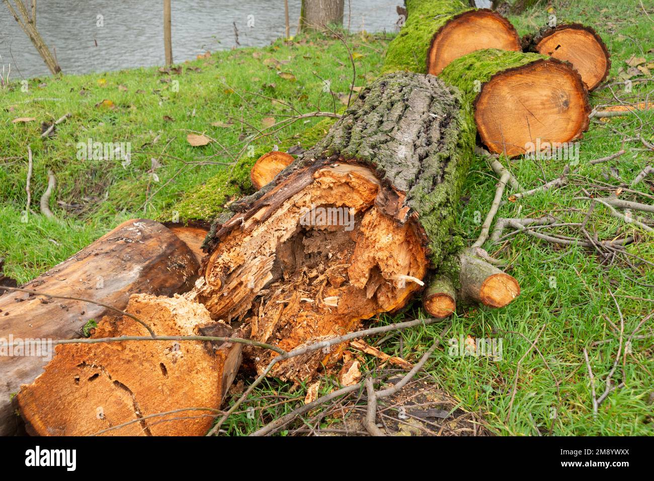 Italy, Lombardy, Rotted Inside of a Hollowed out Tree Cut Down Stock ...