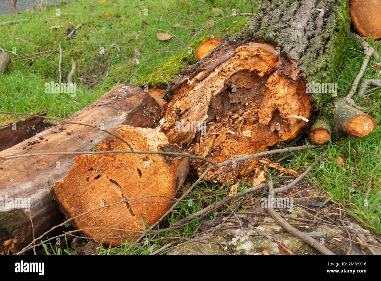 Italy, Lombardy, Rotted Inside of a Hollowed out Tree Cut Down Stock ...