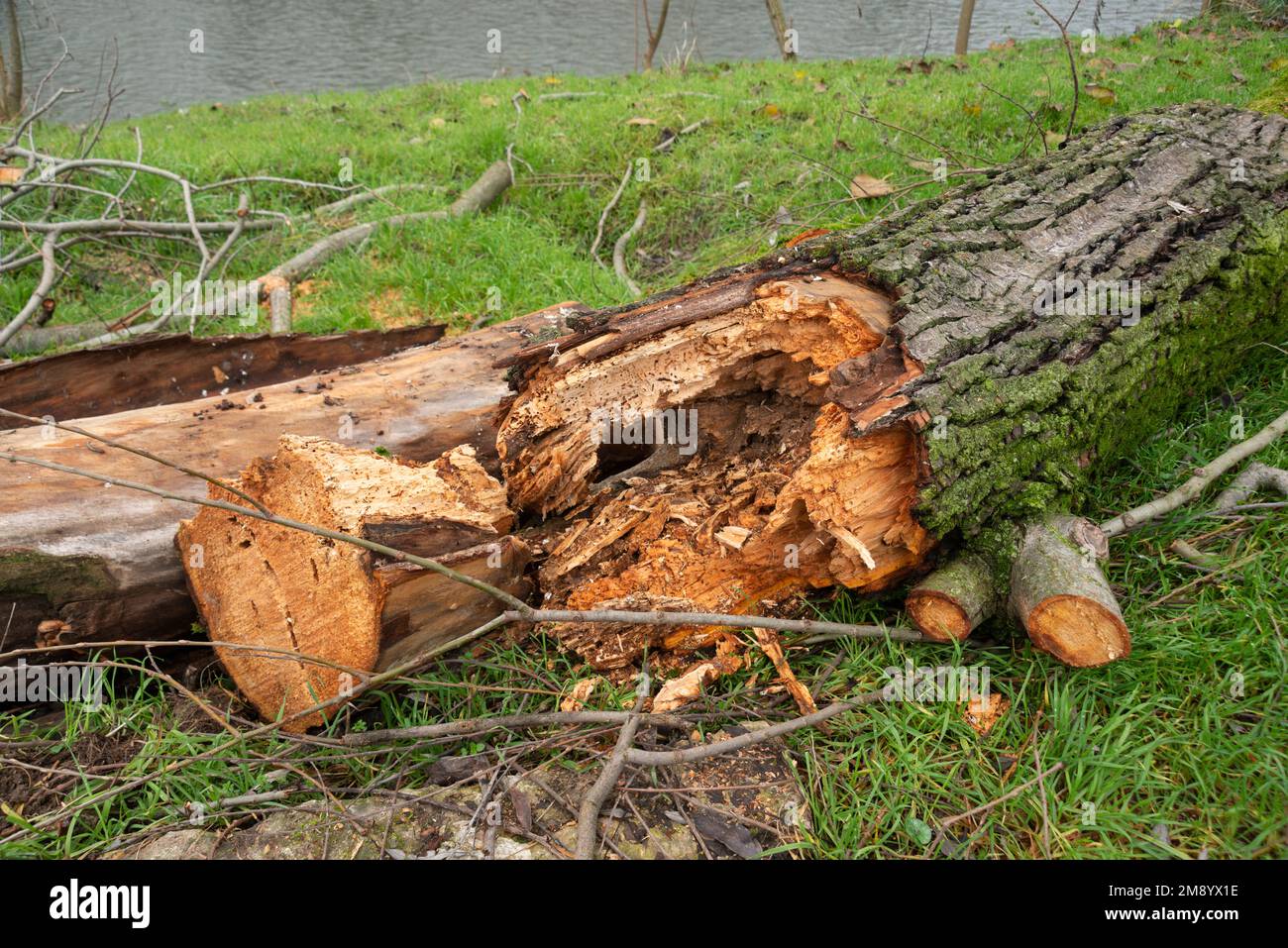 Italy, Lombardy, Rotted Inside of a Hollowed out Tree Cut Down Stock ...