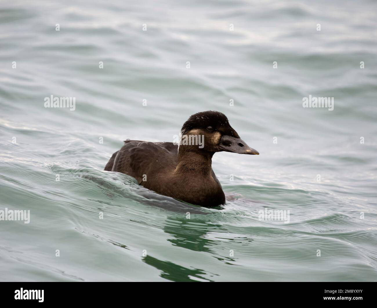 Surf scoter hi-res stock photography and images - Alamy