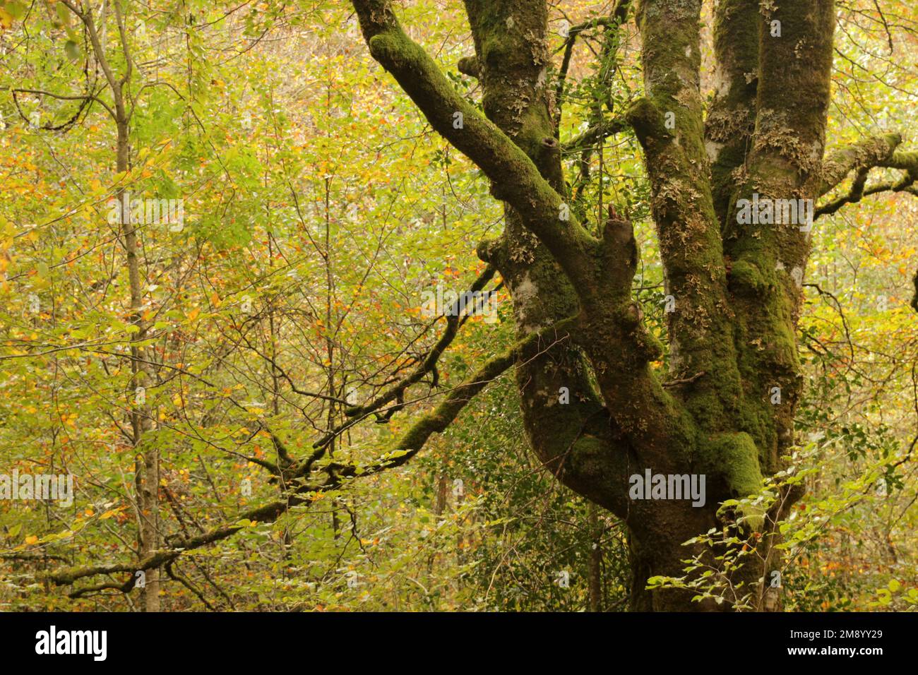 A big moss-covered stout tree in a forest Stock Photo - Alamy
