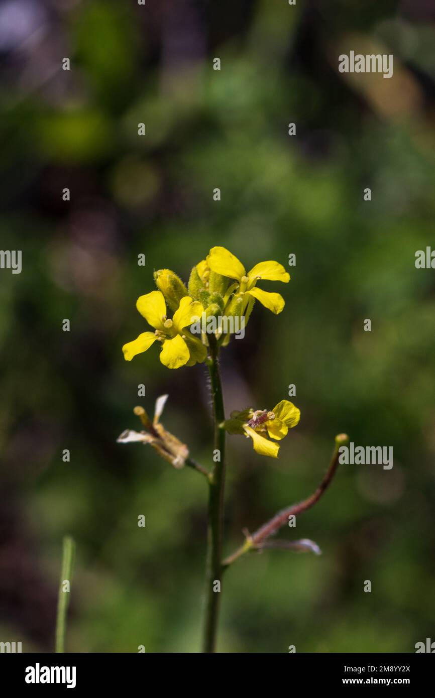 Indian hedgemustard hi-res stock photography and images - Alamy