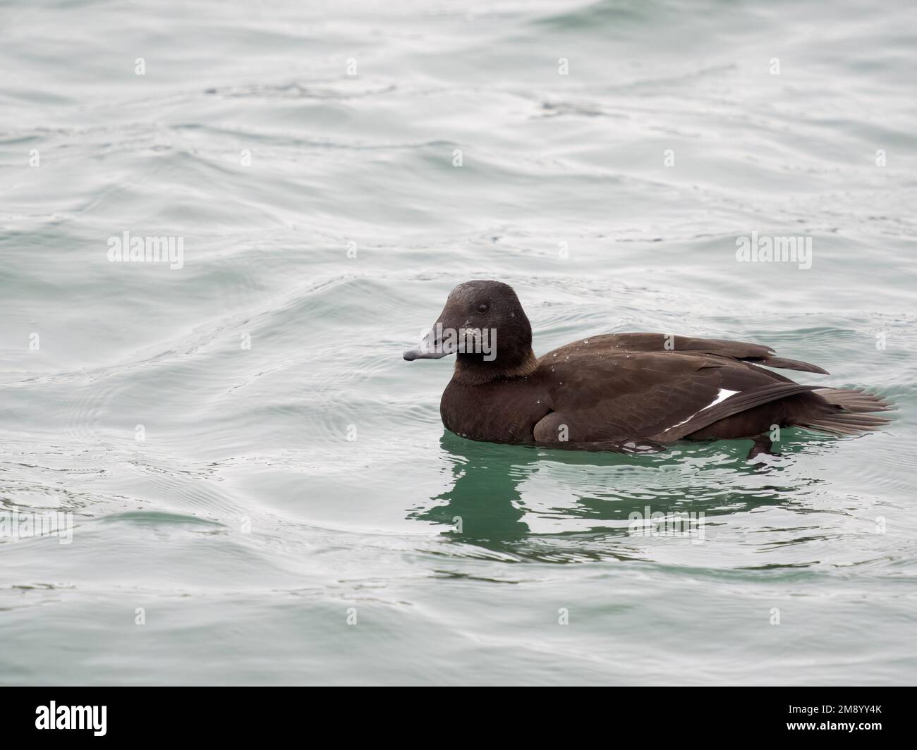 White-winged scoter, Melanitta deglandi, single female on water ...