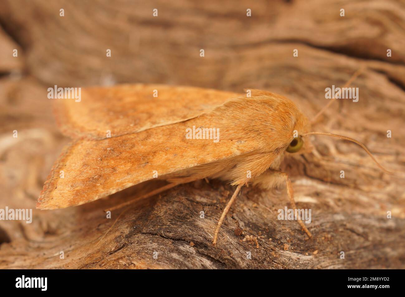 Detailed closeup on the Mediterranean orange colored Cotton Bollworm ...