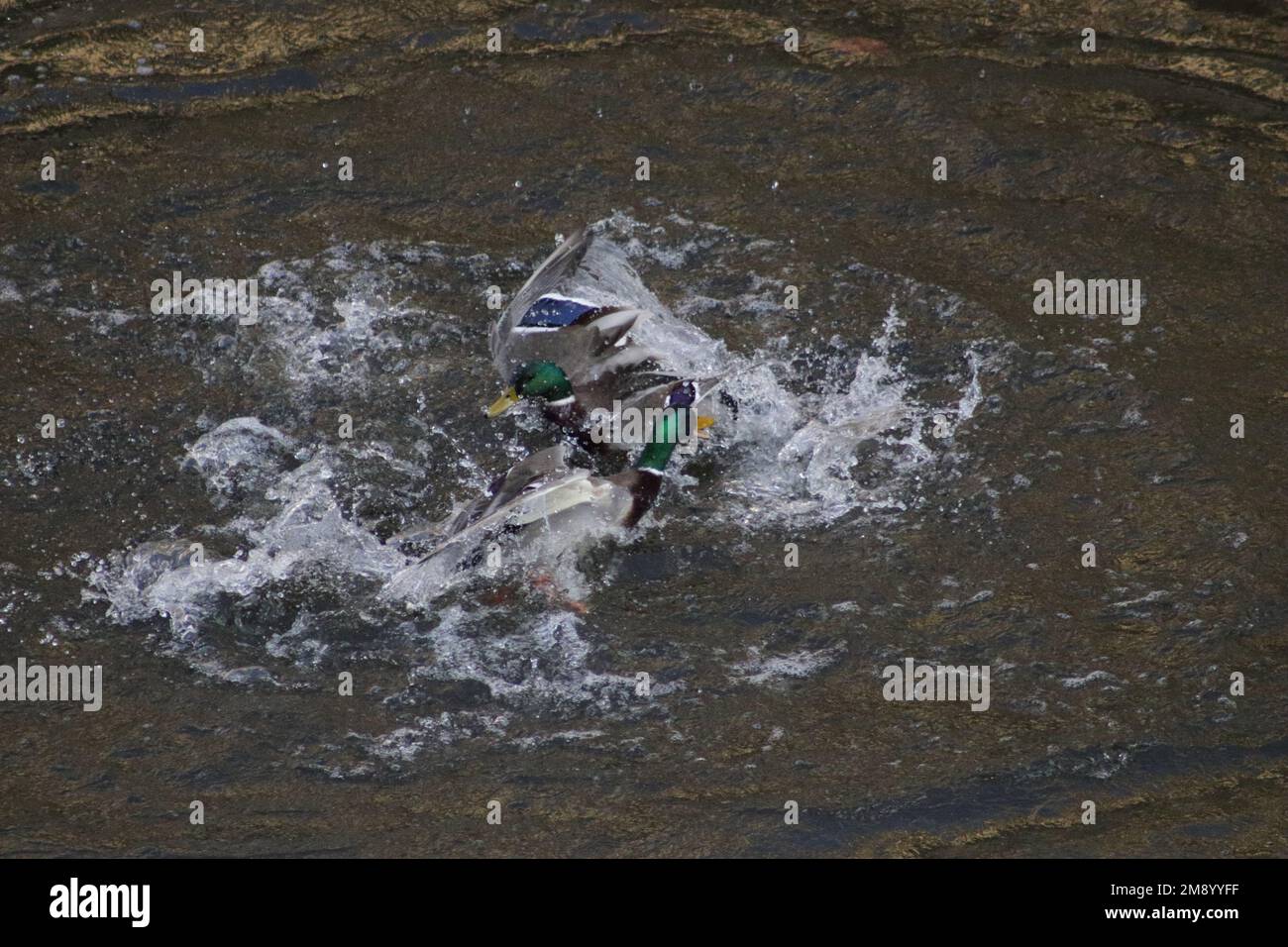 Mallards fighting in river Stock Photo - Alamy