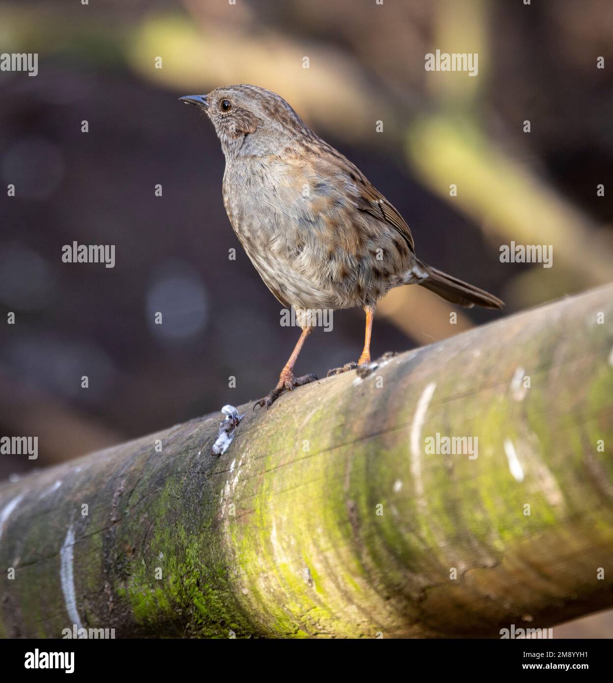 The Dunnock or Hedge Sparrow is not actually a member of the true ...