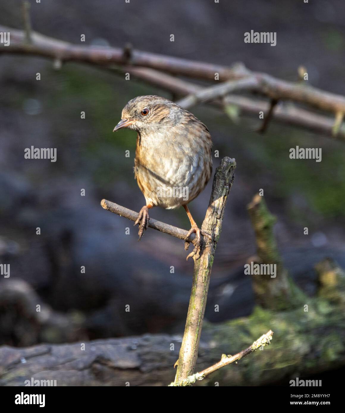 The Dunnock or Hedge Sparrow is not actually a member of the true ...