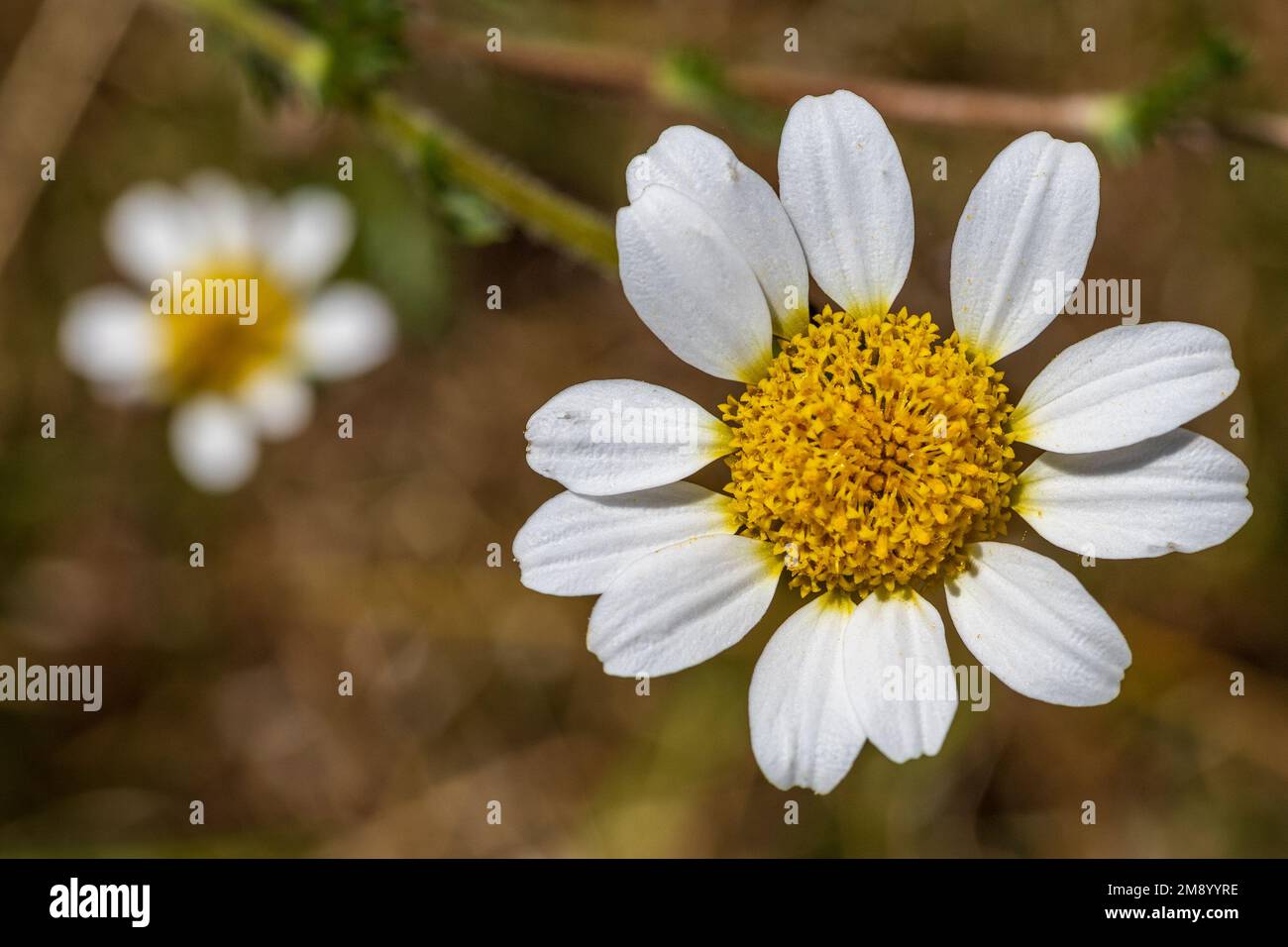 Anacyclus clavatus, white anacyclus flower Stock Photo - Alamy