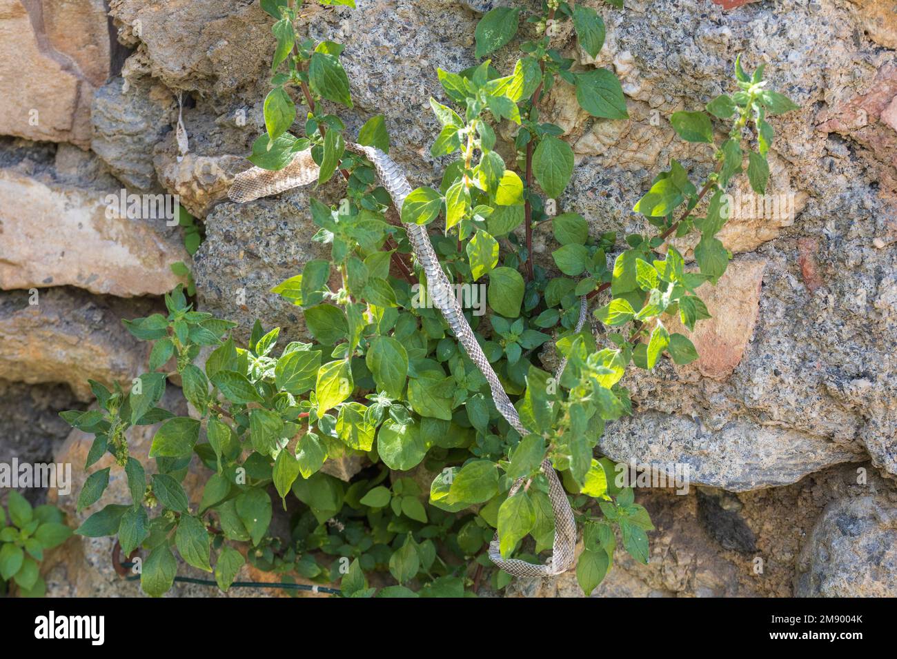 Snakeskin snake skin shed hi-res stock photography and images - Alamy