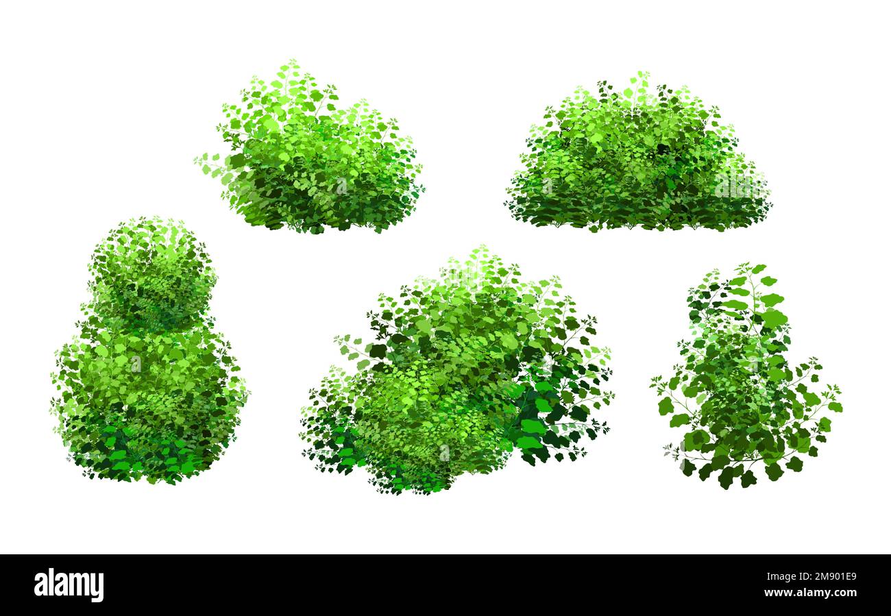 Realistic garden shrub, seasonal bush, boxwood, tree crown bush foliage ...