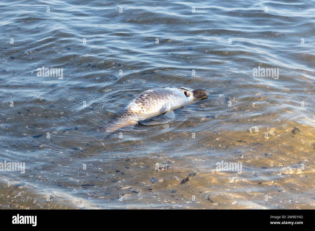 Bomb fishing hi-res stock photography and images - Alamy