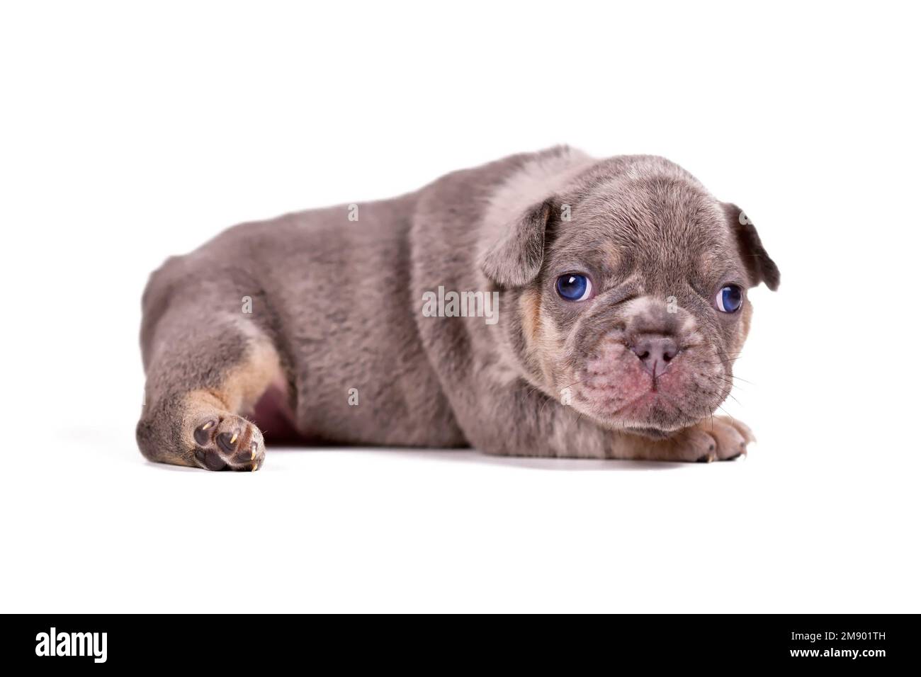 Are All Puppies Cross Eyed