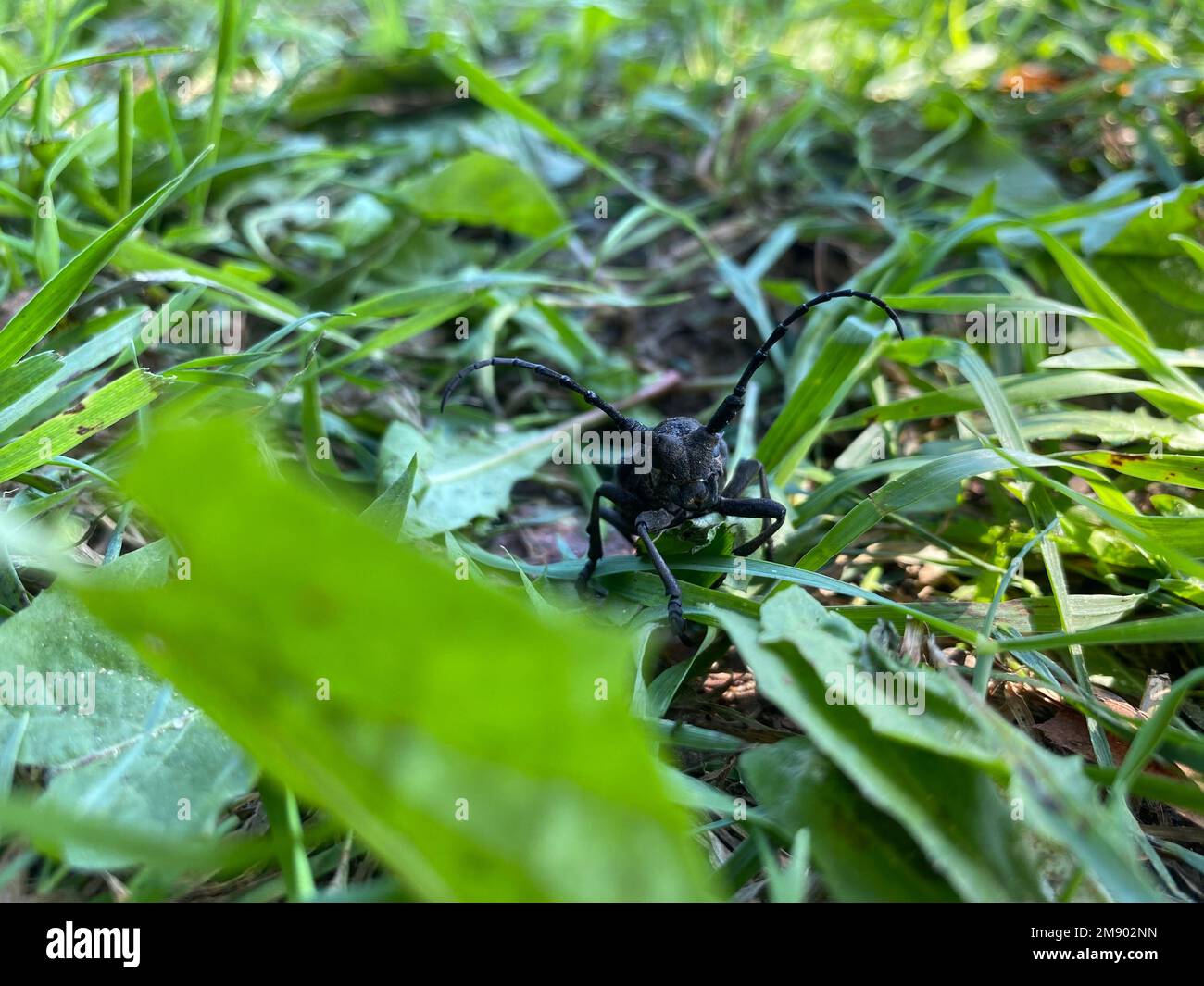 A closeup of the face of a scaly black weaver beetle (Lamia textor ...