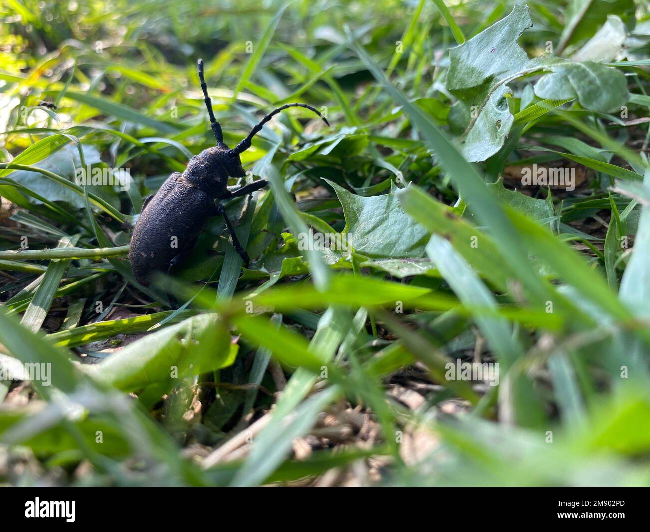 A closeup of the black weaver beetle (Lamia textor) with scaly horns in ...